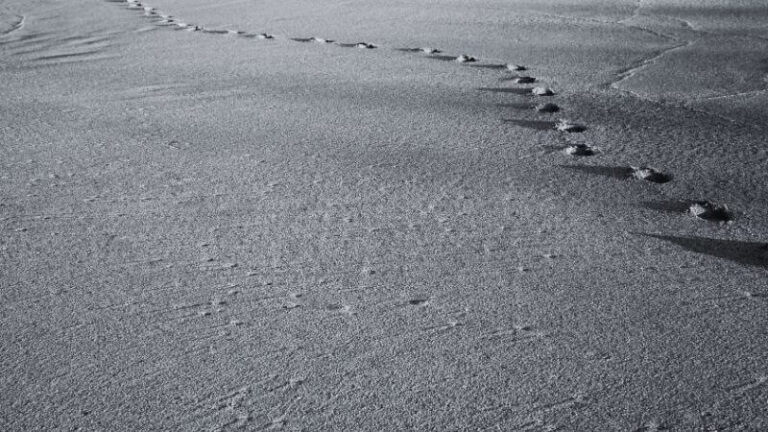 TBS報道特集「安楽死」を考える：スイス在住者の視聴感想とコメント | dryukiネット