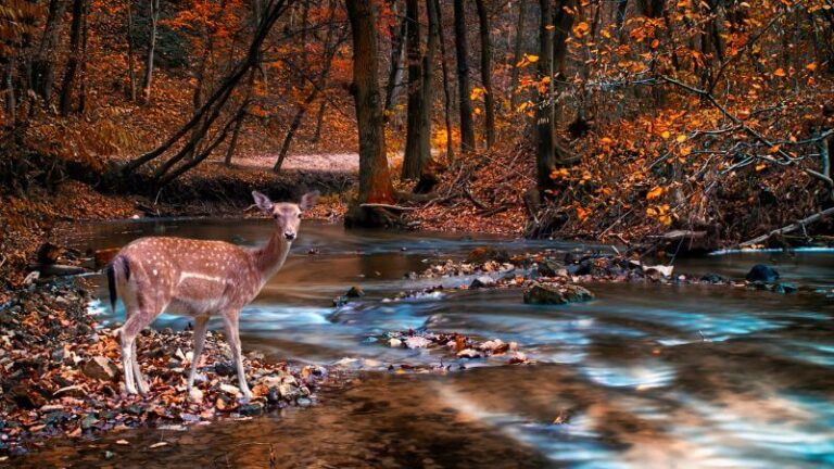 『悪は存在しない』スイスでの視聴感想と現地メディアの反応 | dryukiネット